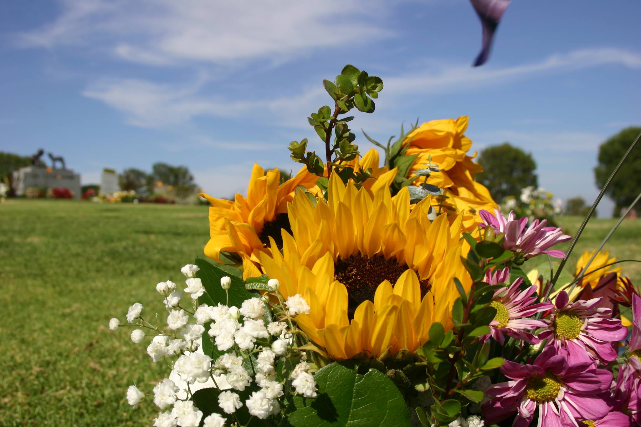 Mourning to Morning – Carrie Joy(ful)